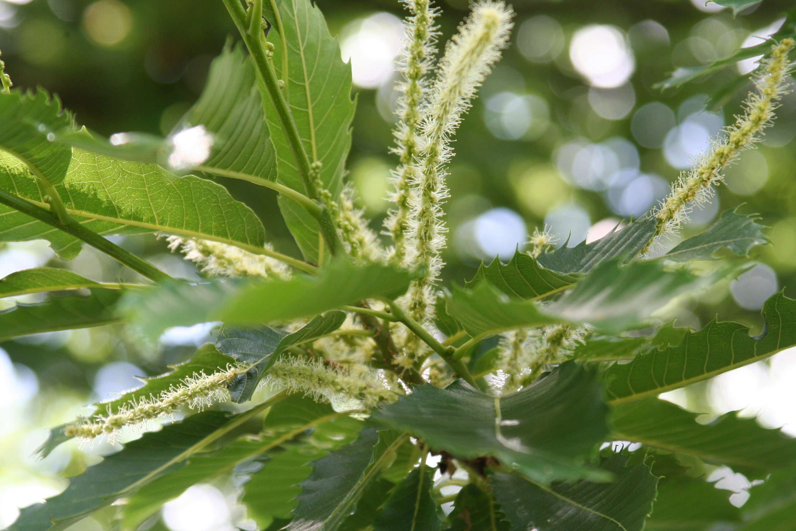 Office de Tourisme de la Chataigneraie Cantalienne