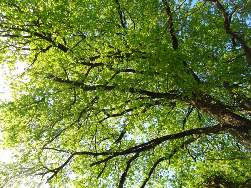 Office de Tourisme de la Chataigneraie Cantalienne